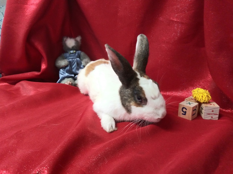 Adoptable bunnies at Rabbit Rescue Shelter