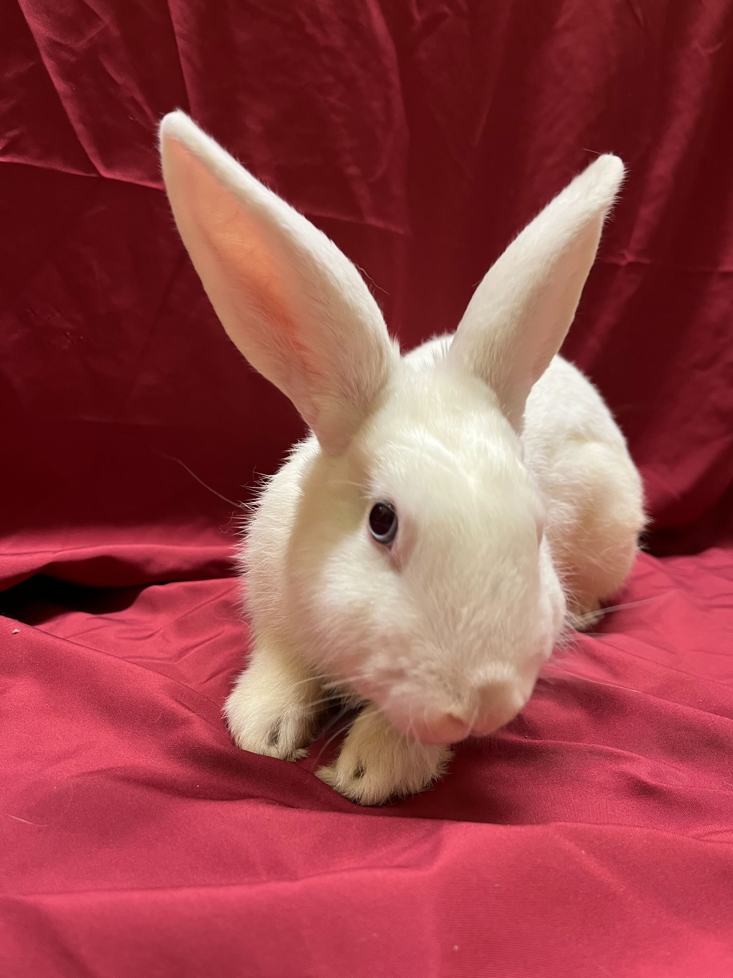 Adoptable bunnies at Rabbit Rescue Shelter