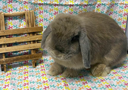Adoptable bunnies at Rabbit Rescue Shelter