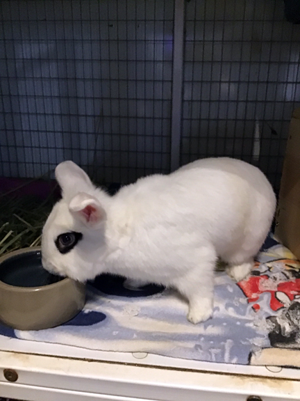 Adoptable bunnies at Rabbit Rescue Shelter