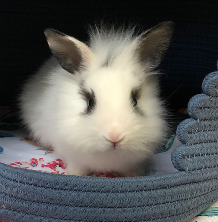 Adoptable bunnies at Rabbit Rescue Shelter