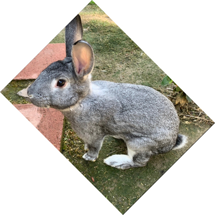 Adoptable bunnies at Rabbit Rescue Shelter