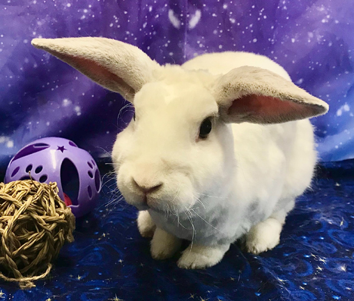 Adoptable bunnies at Rabbit Rescue Shelter