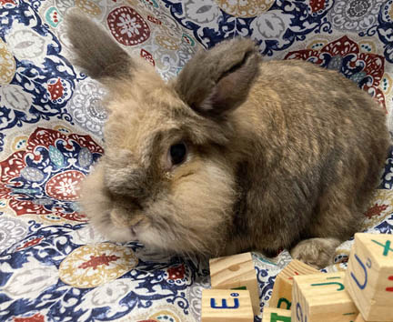 Adoptable bunnies at Rabbit Rescue Shelter