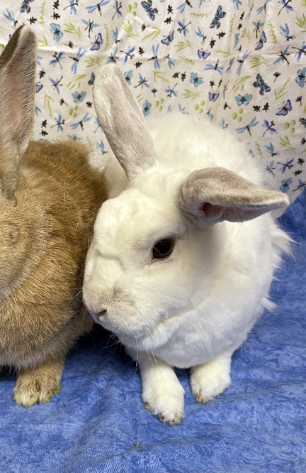 Adoptable bunnies at Rabbit Rescue Shelter