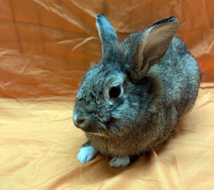Adoptable bunnies at Rabbit Rescue Shelter