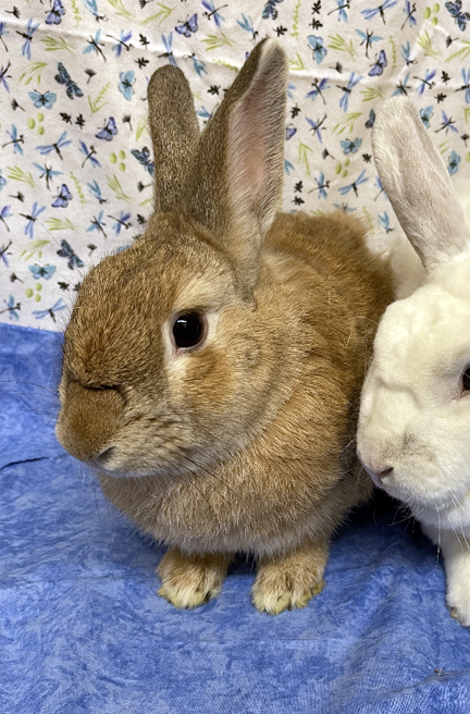 Adoptable bunnies at Rabbit Rescue Shelter