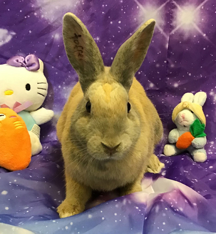 Adoptable bunnies at Rabbit Rescue Shelter