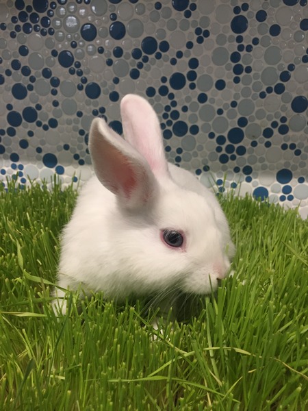 Adoptable bunnies at Rabbit Rescue Shelter