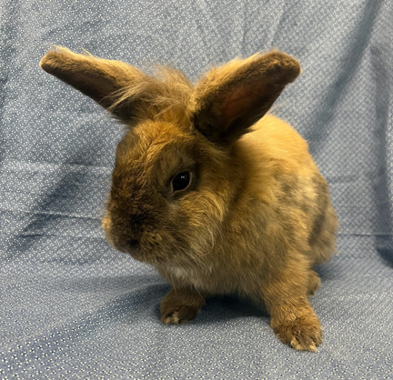 Adoptable bunnies at Rabbit Rescue Shelter