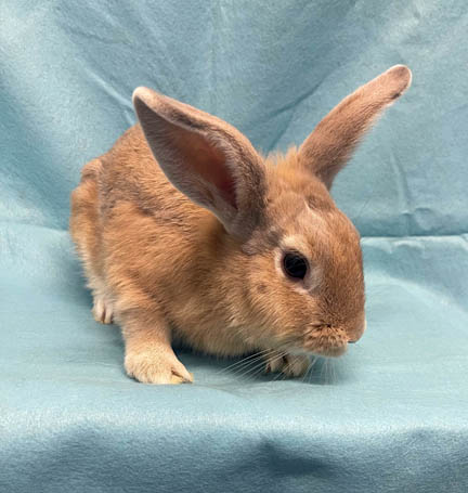 Adoptable bunnies at Rabbit Rescue Shelter