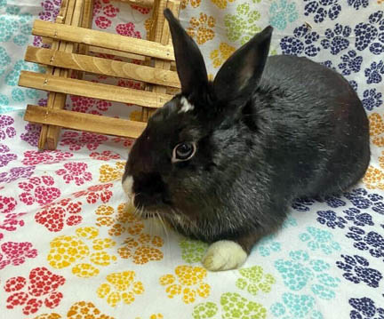 Adoptable bunnies at Rabbit Rescue Shelter