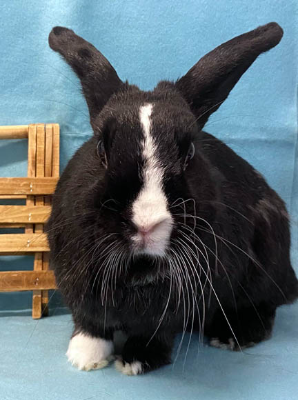 Adoptable bunnies at Rabbit Rescue Shelter