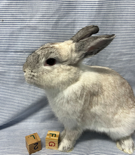 Adoptable bunnies at Rabbit Rescue Shelter
