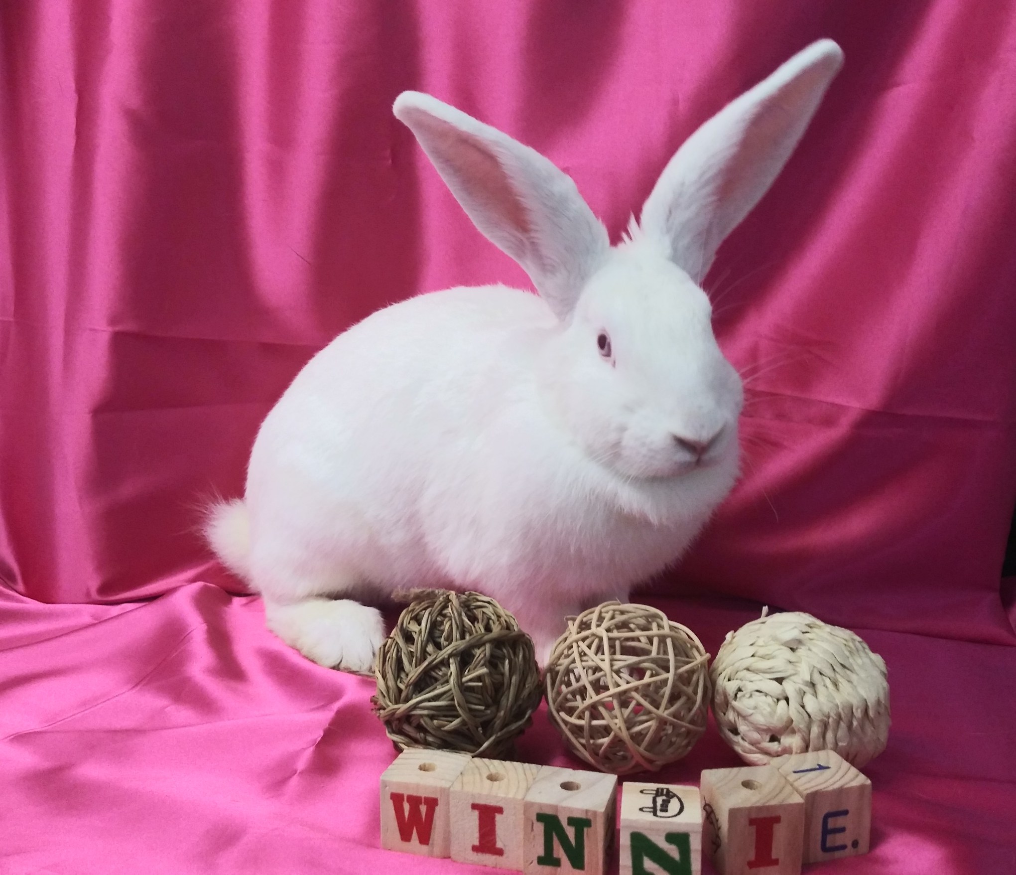 Adoptable bunnies at Rabbit Rescue Shelter