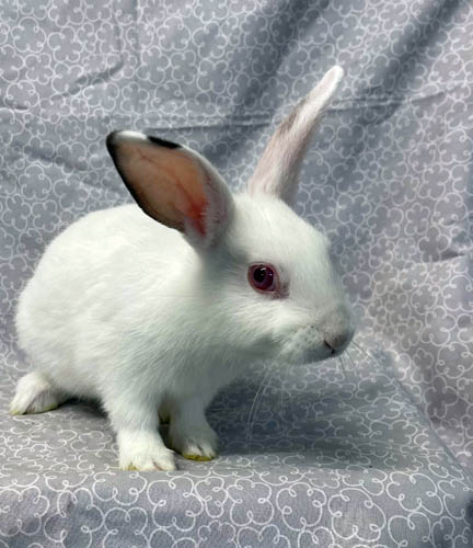 Adoptable bunnies at Rabbit Rescue Shelter