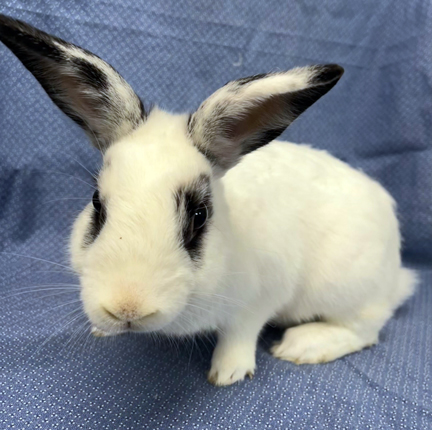 Adoptable bunnies at Rabbit Rescue Shelter